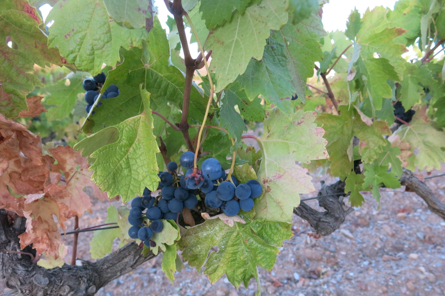 Von der Wildtraube zur europäischen Weinkultur « La Vineria